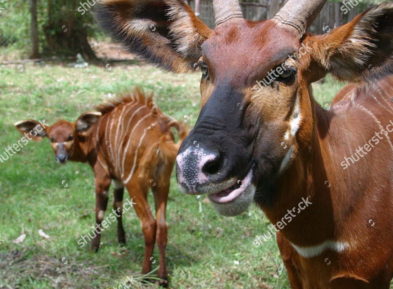 Young Mountain Bongo Antelope Mother Seen Editorial Stock Photo - Stock ...
