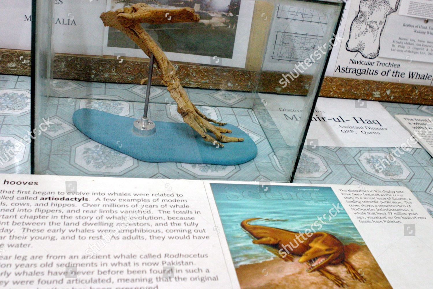 47 Million Year Old Fossil Walking Editorial Stock Photo - Stock Image ...