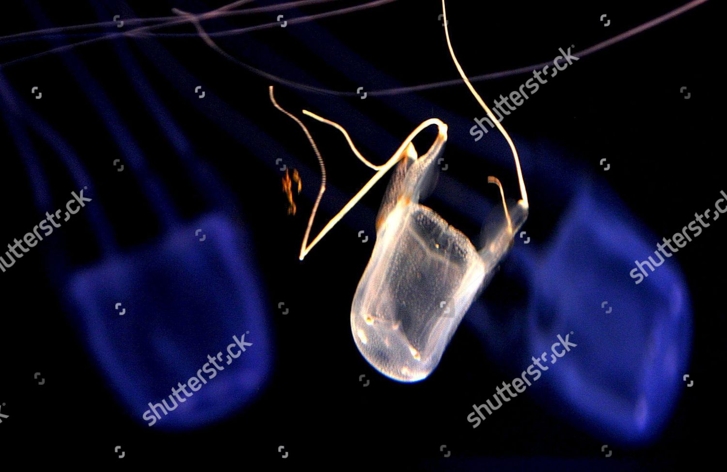 Box Jellyfish Carybdea Alata Swim Two Editorial Stock Photo - Stock ...
