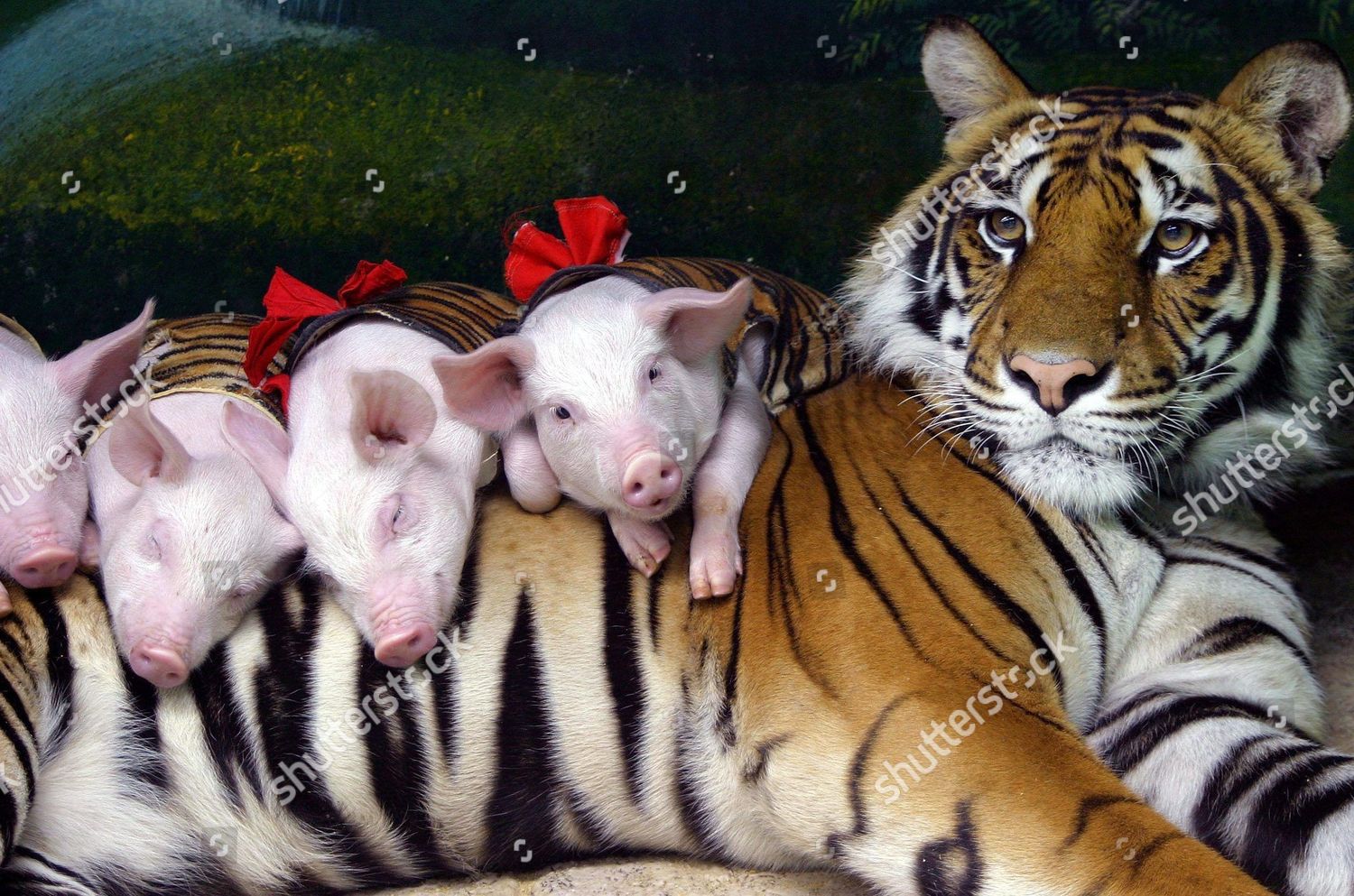 Pigs Dressed Tiger Suts Red Bows Editorial Stock Photo - Stock Image ...