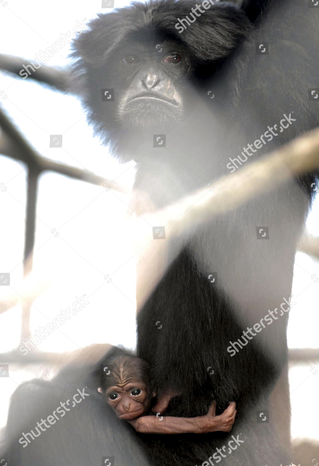 Newborn Baby Siamang Holds Her Mother Editorial Stock Photo - Stock ...