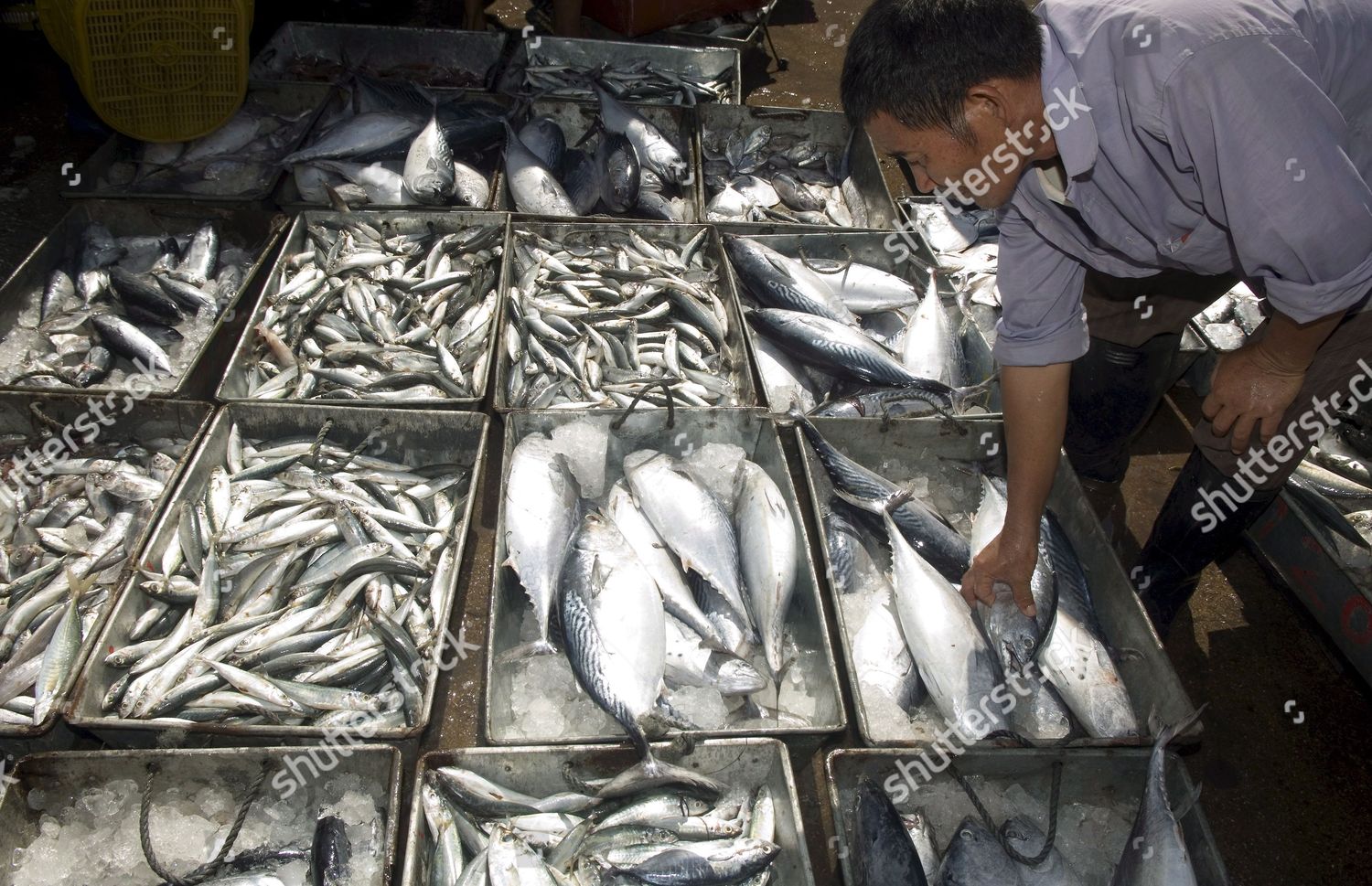 Man Sorts Fish Sale Dock Sanya Editorial Stock Photo - Stock Image ...