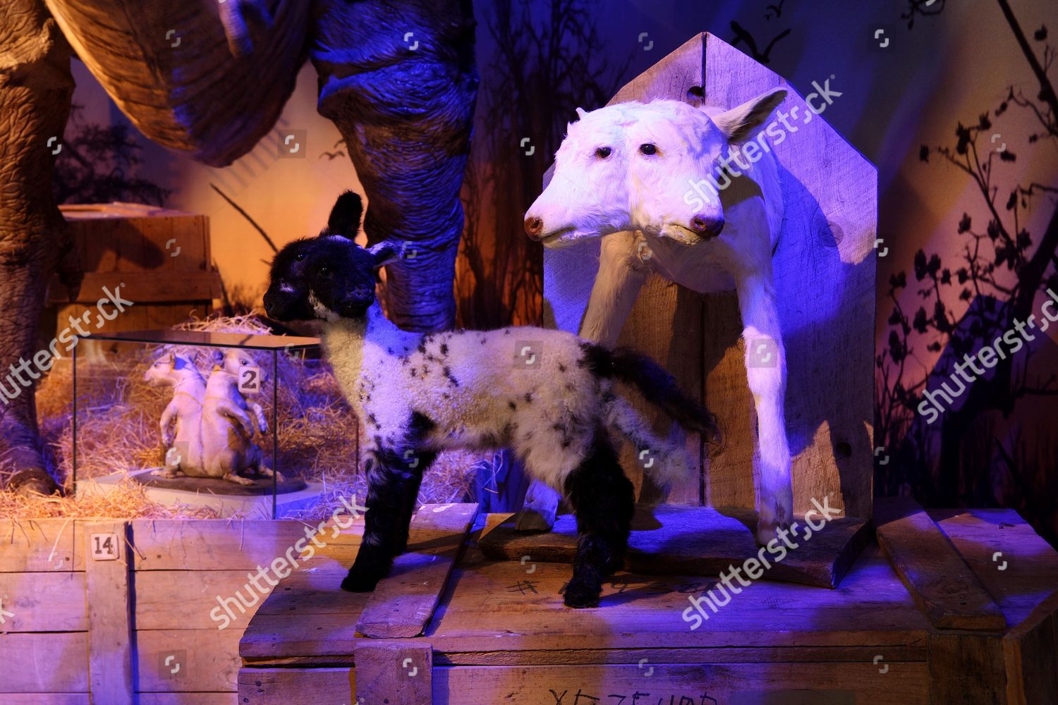 Two Headed Cow Two Headed Sheep Editorial Stock Photo - Stock Image ...