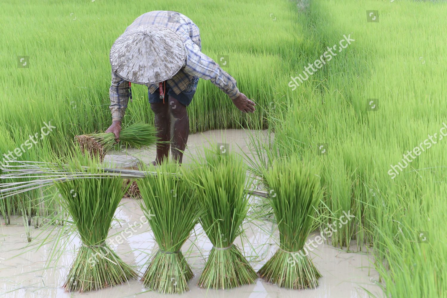 Cambodian Farmer Works Rice Field On Editorial Stock Photo - Stock ...