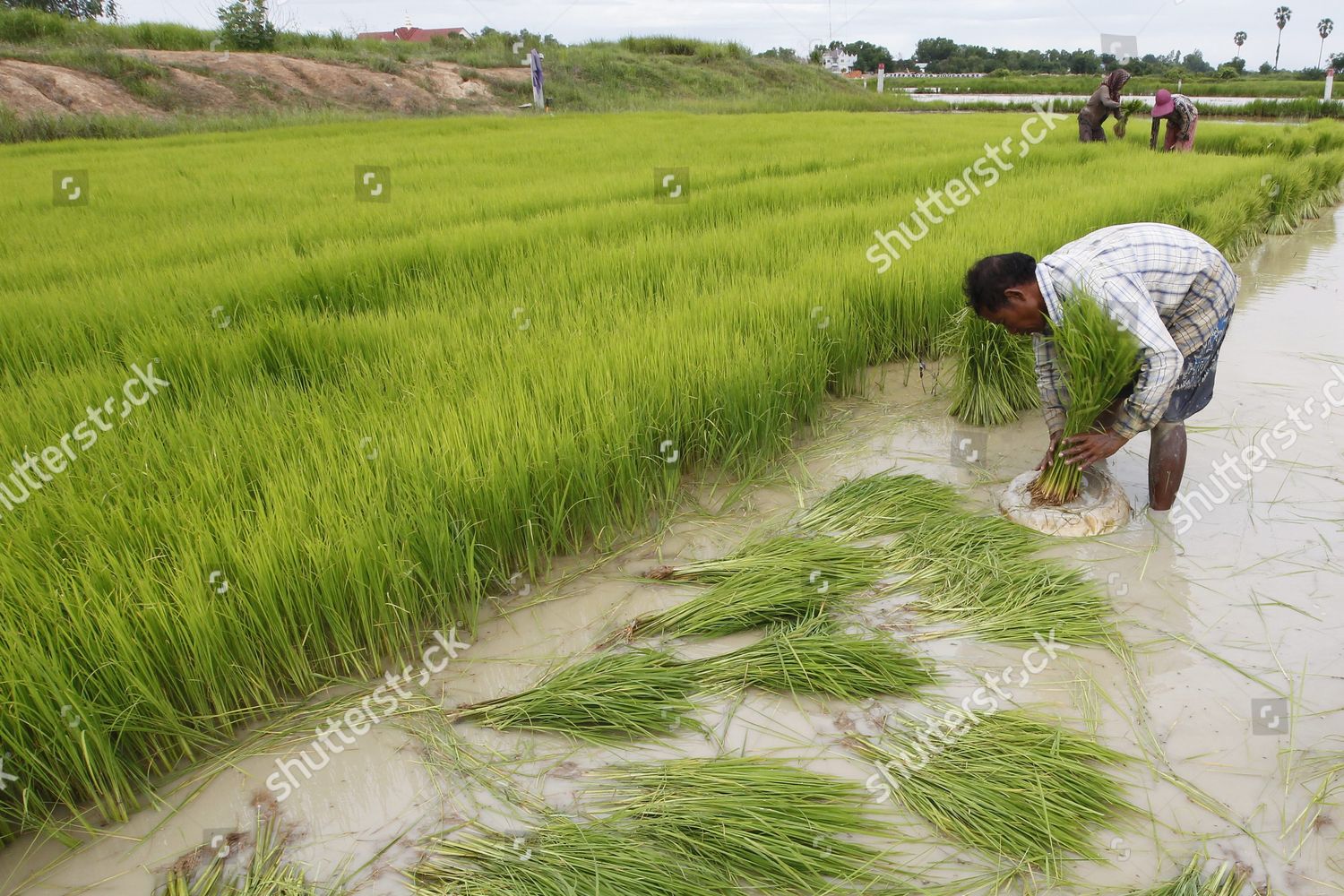 Cambodian Farmers Work Rice Field On Editorial Stock Photo - Stock ...