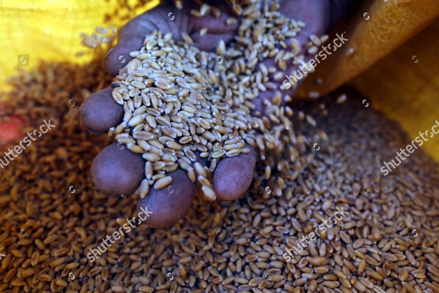 Egyptian Laborer Gathers Wheat Grain Threshing Editorial Stock Photo ...