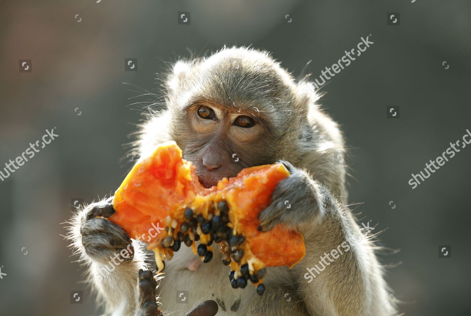 Monkey Enjoy Papaya During Monkey Buffet Editorial Stock Photo - Stock ...