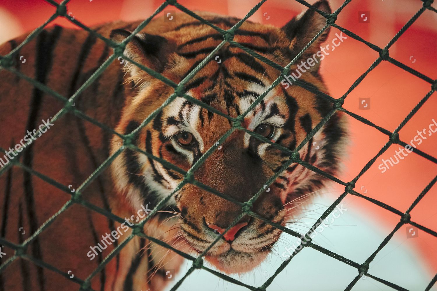 Tiger Ukrainian National Circus Performs Artist Editorial Stock Photo ...