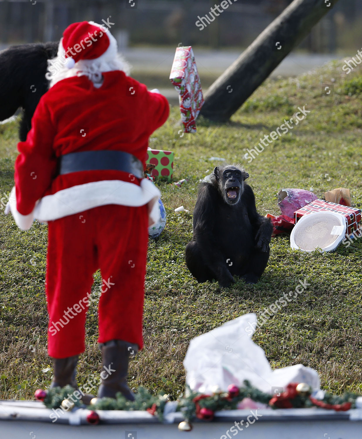 Chimpanzee Receives Presents Santa Claus During Editorial Stock Photo ...