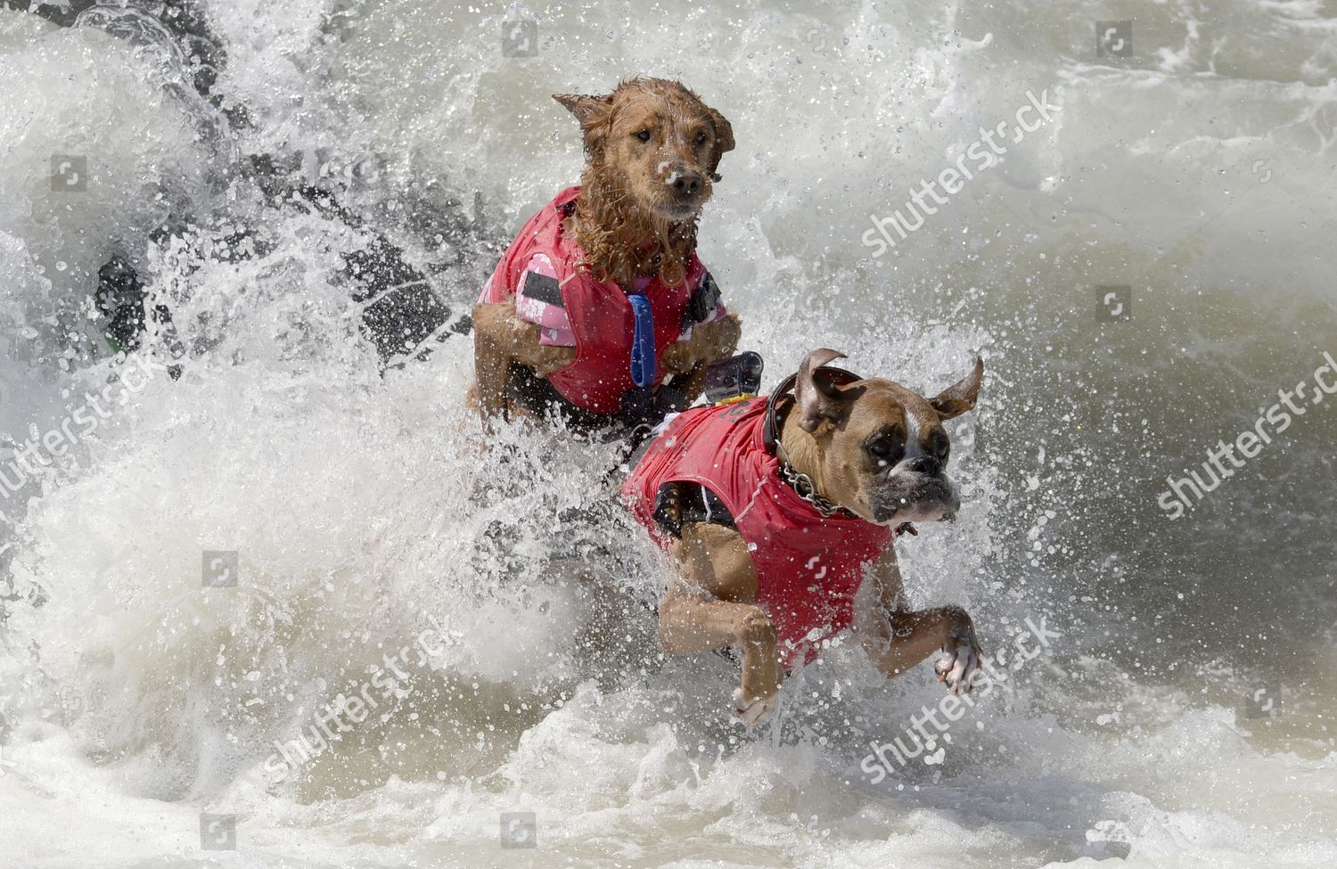 Two Dogs Tandem Competition Leap Their Editorial Stock Photo - Stock ...