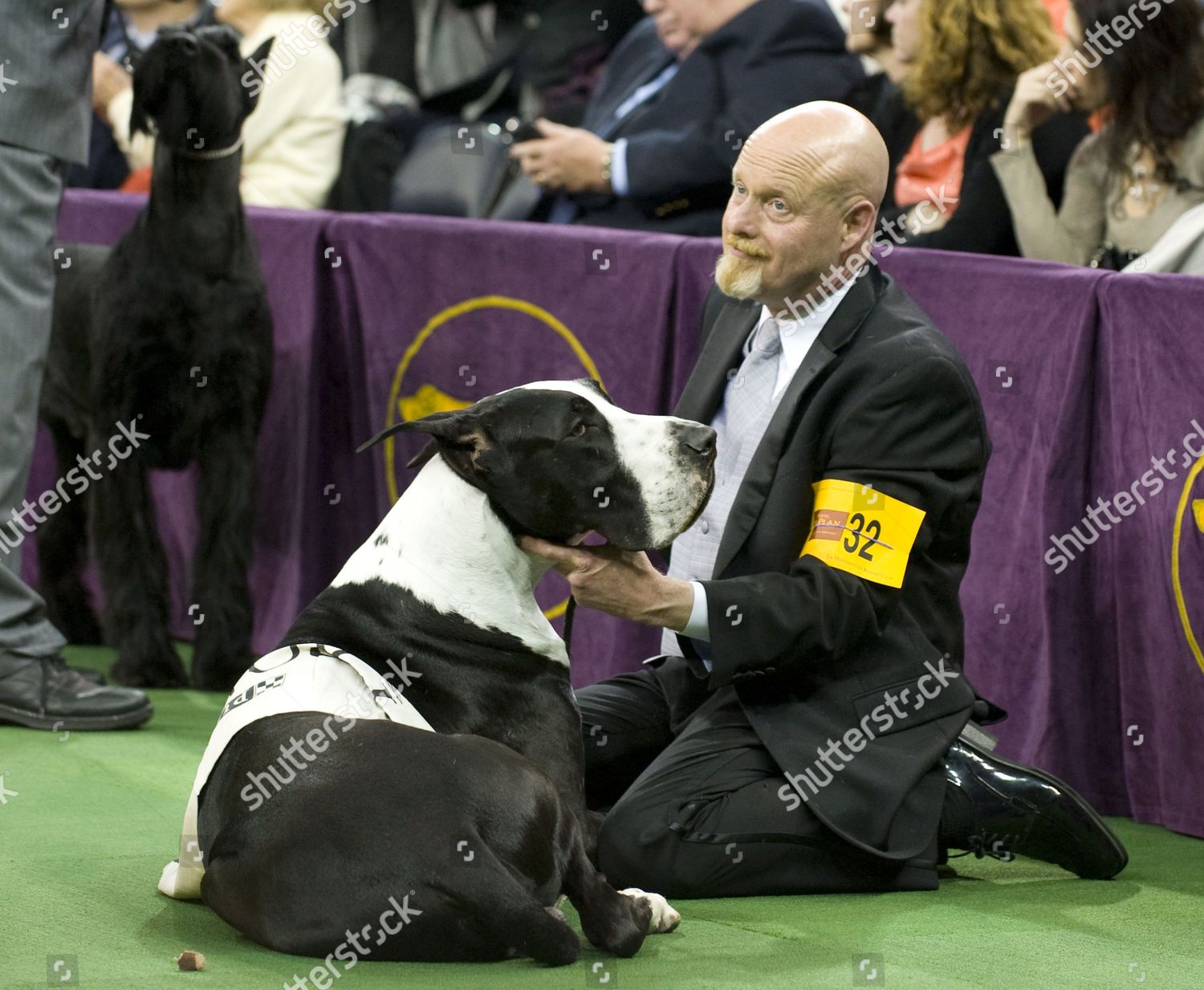 Great Dane Cared By Handler During Editorial Stock Photo - Stock Image ...