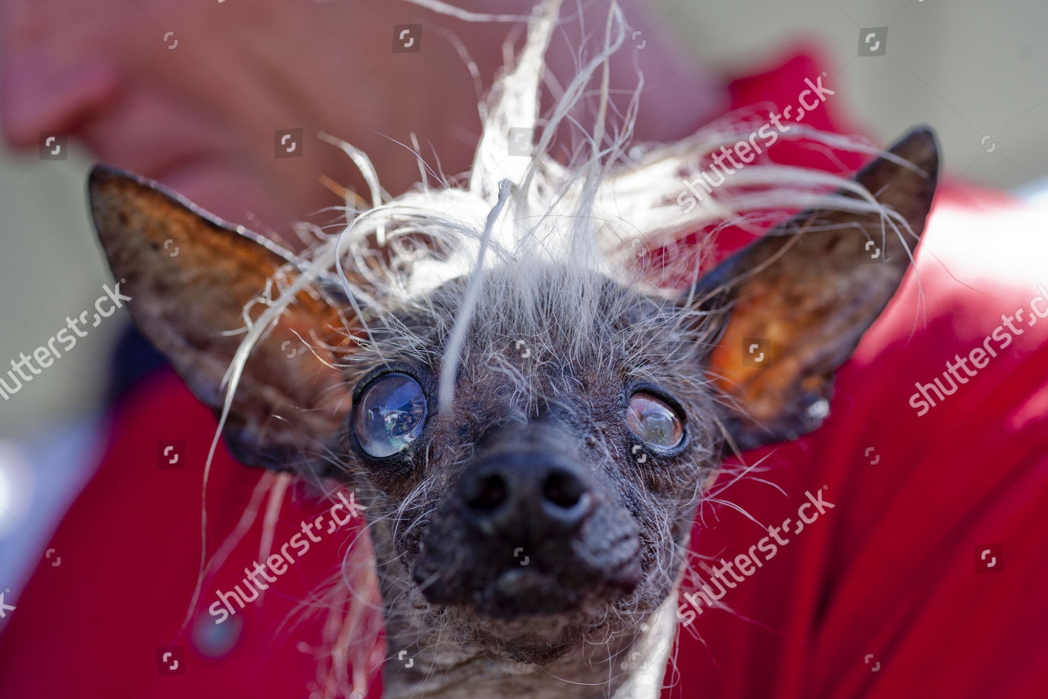 Jason Wurtz Encino California Holds Sweepee Editorial Stock Photo ...