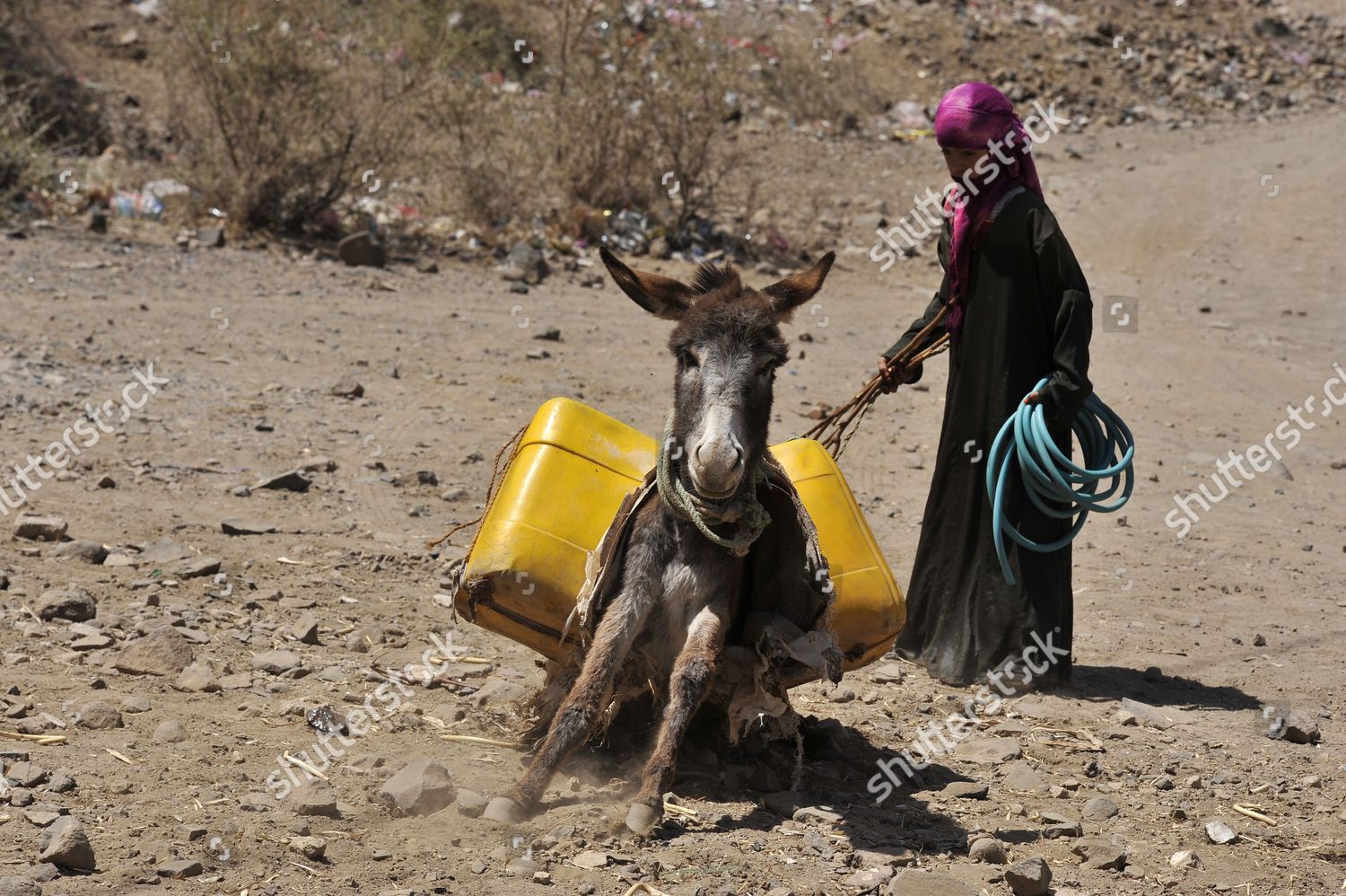 Donkey Carrying Jerry Cans Full Water Editorial Stock Photo - Stock ...