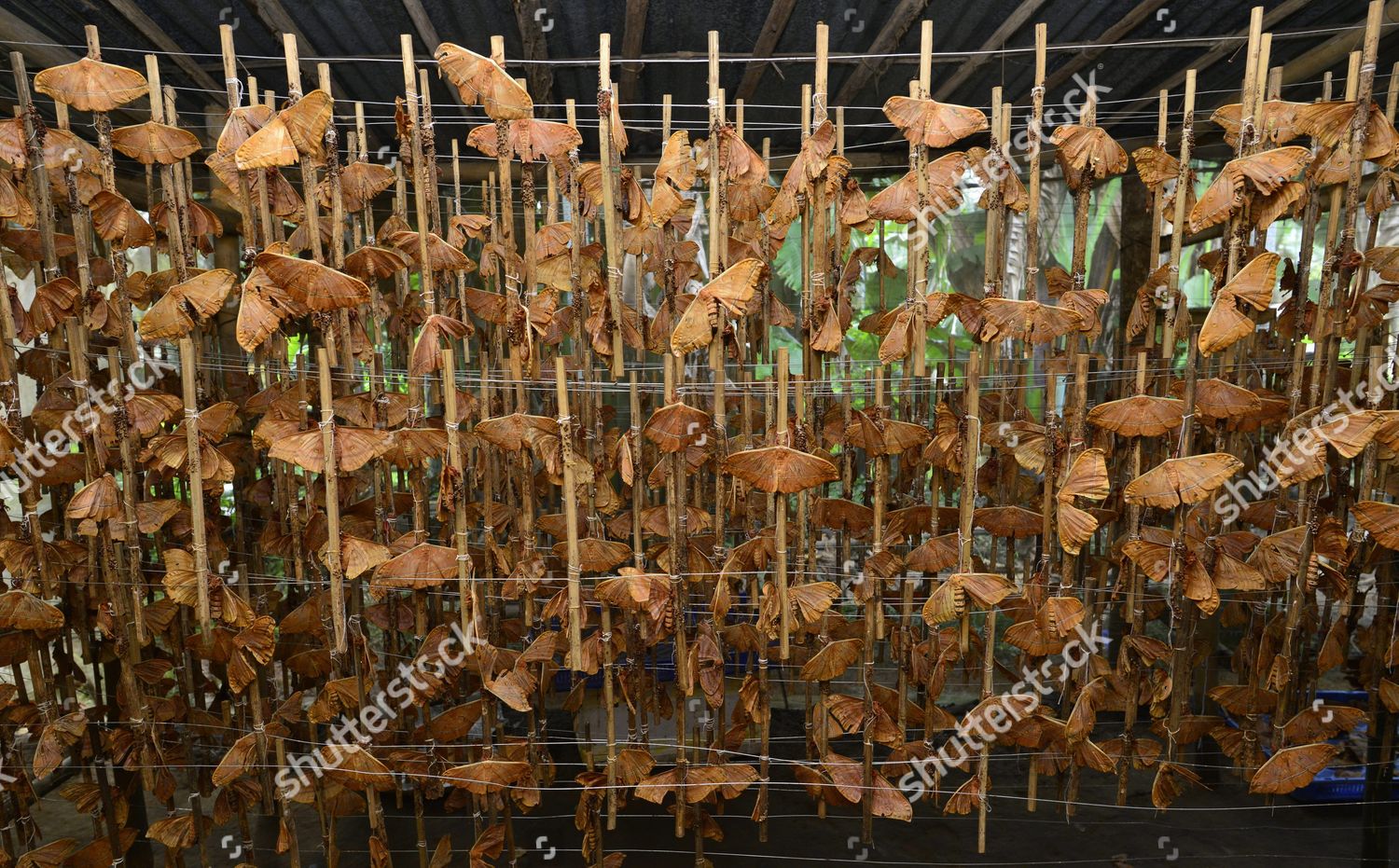 Muga Silkworm Moths Antheraea Assamensis Hang Editorial Stock Photo ...