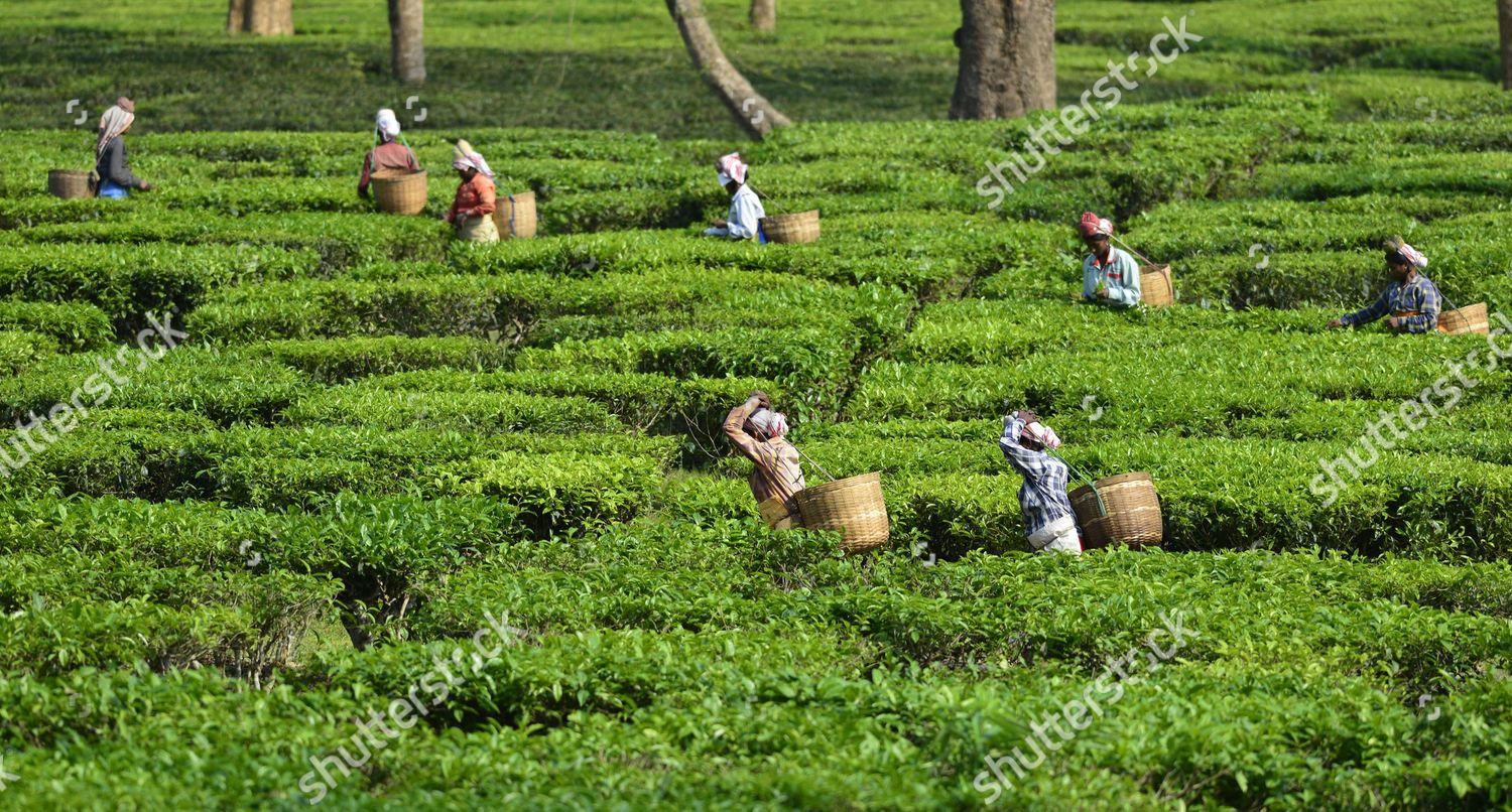 Indian Women Pluck Tea Leaves Tea Editorial Stock Photo - Stock Image ...