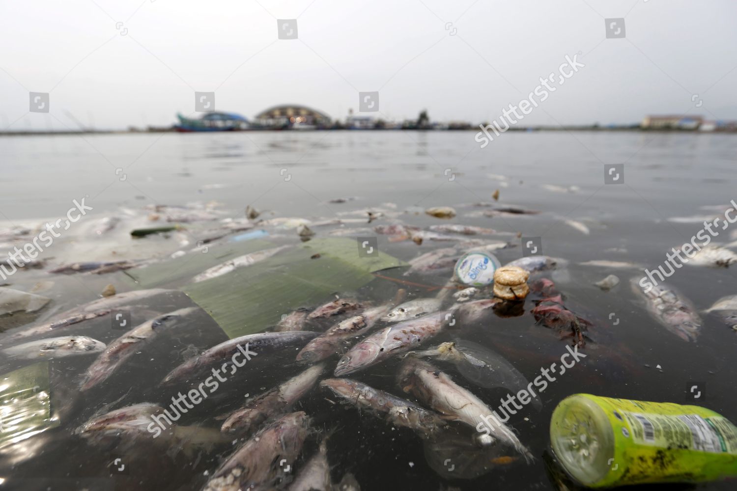 Dumped Fish Float Between Debris Costal Editorial Stock Photo - Stock ...