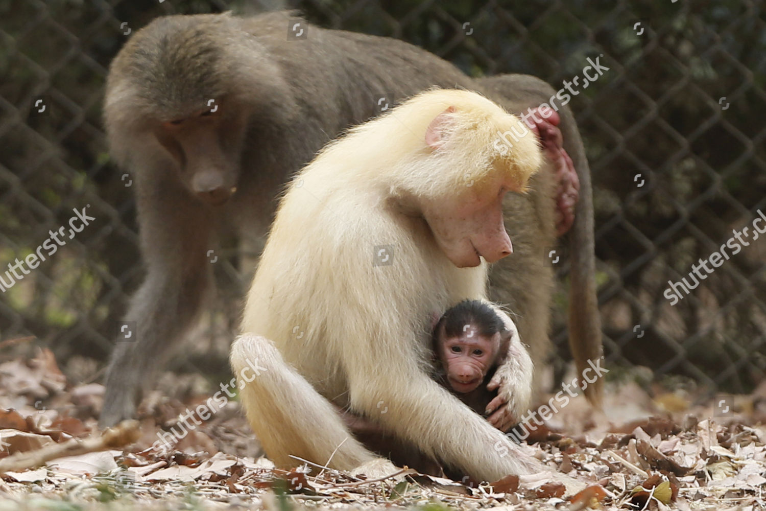 Lightcolored Fur Baboon Shahra Female Hamadryas Editorial Stock Photo ...