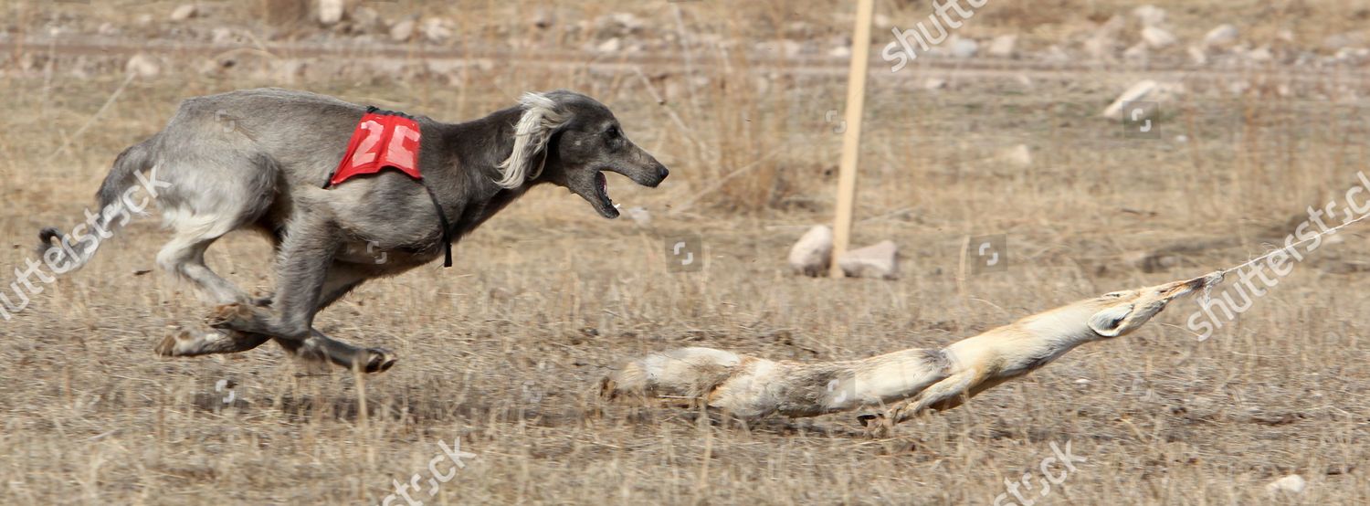 TAIGAN HUNTING DOG RUNS AFTER BAIT Editorial Stock Photo - Stock Image ...