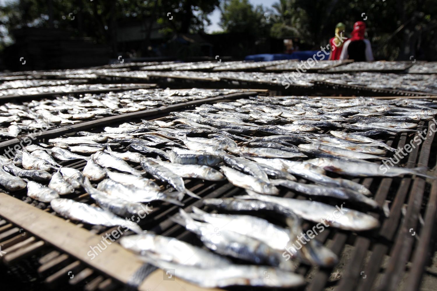 Filipino Fishermen Dry Fish Under Sun Editorial Stock Photo - Stock ...