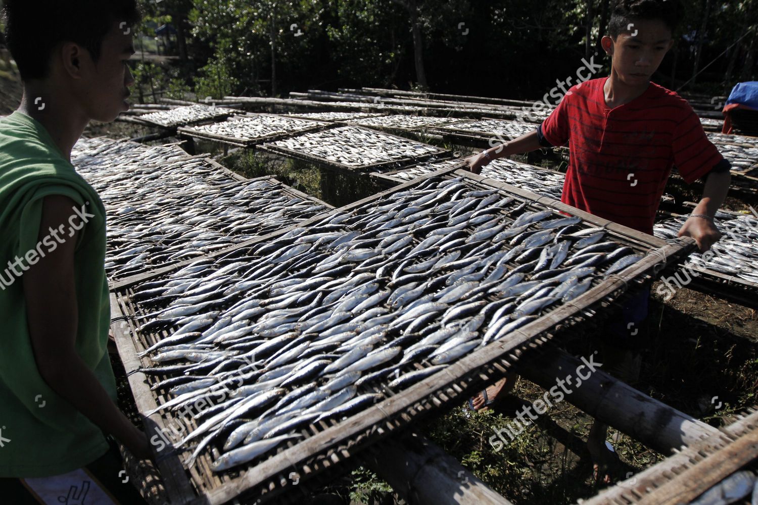 Filipino Fishermen Dry Fish Under Sun Editorial Stock Photo - Stock ...