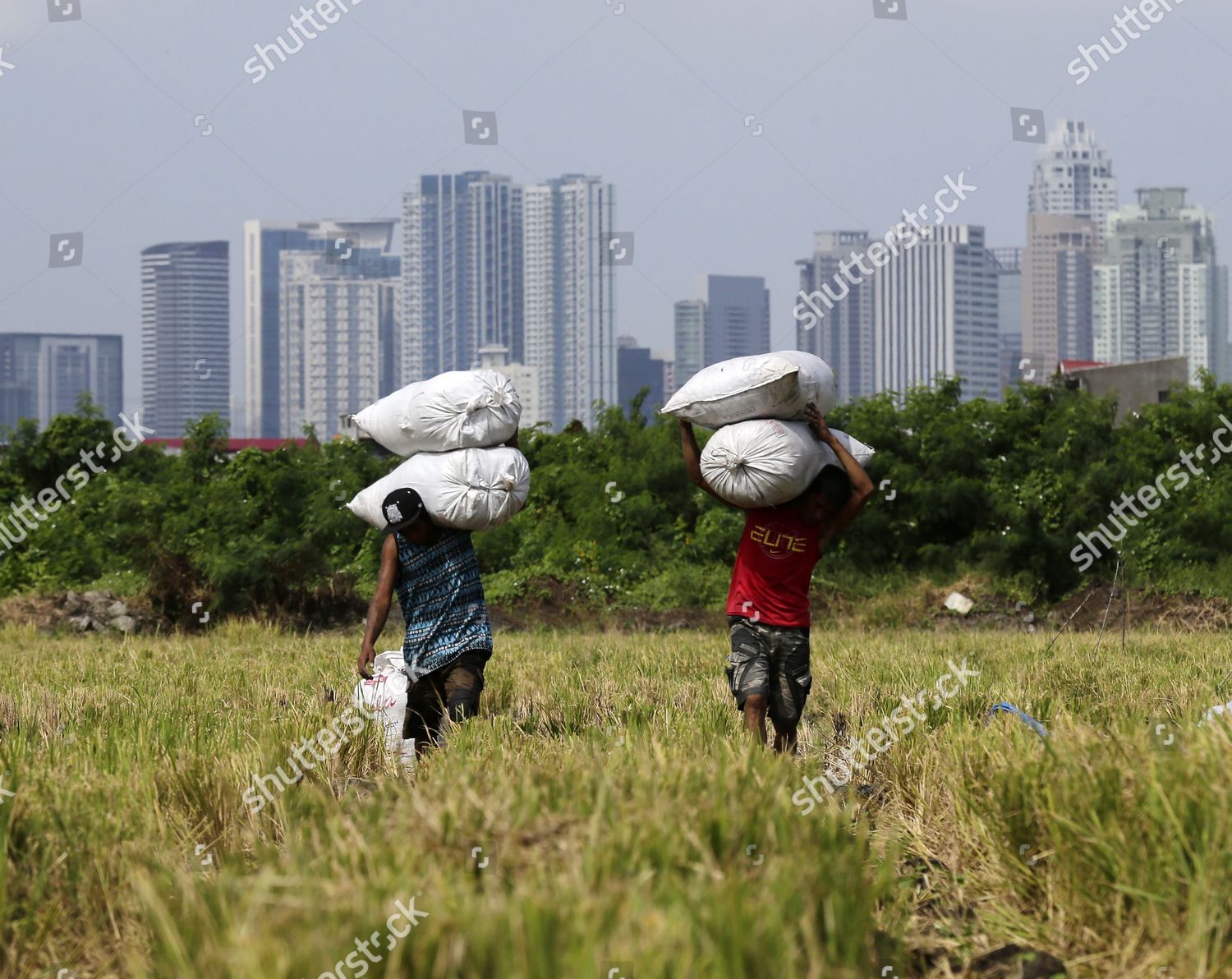 Filipino Farmers Carry Sacks On Driedup Editorial Stock Photo - Stock ...