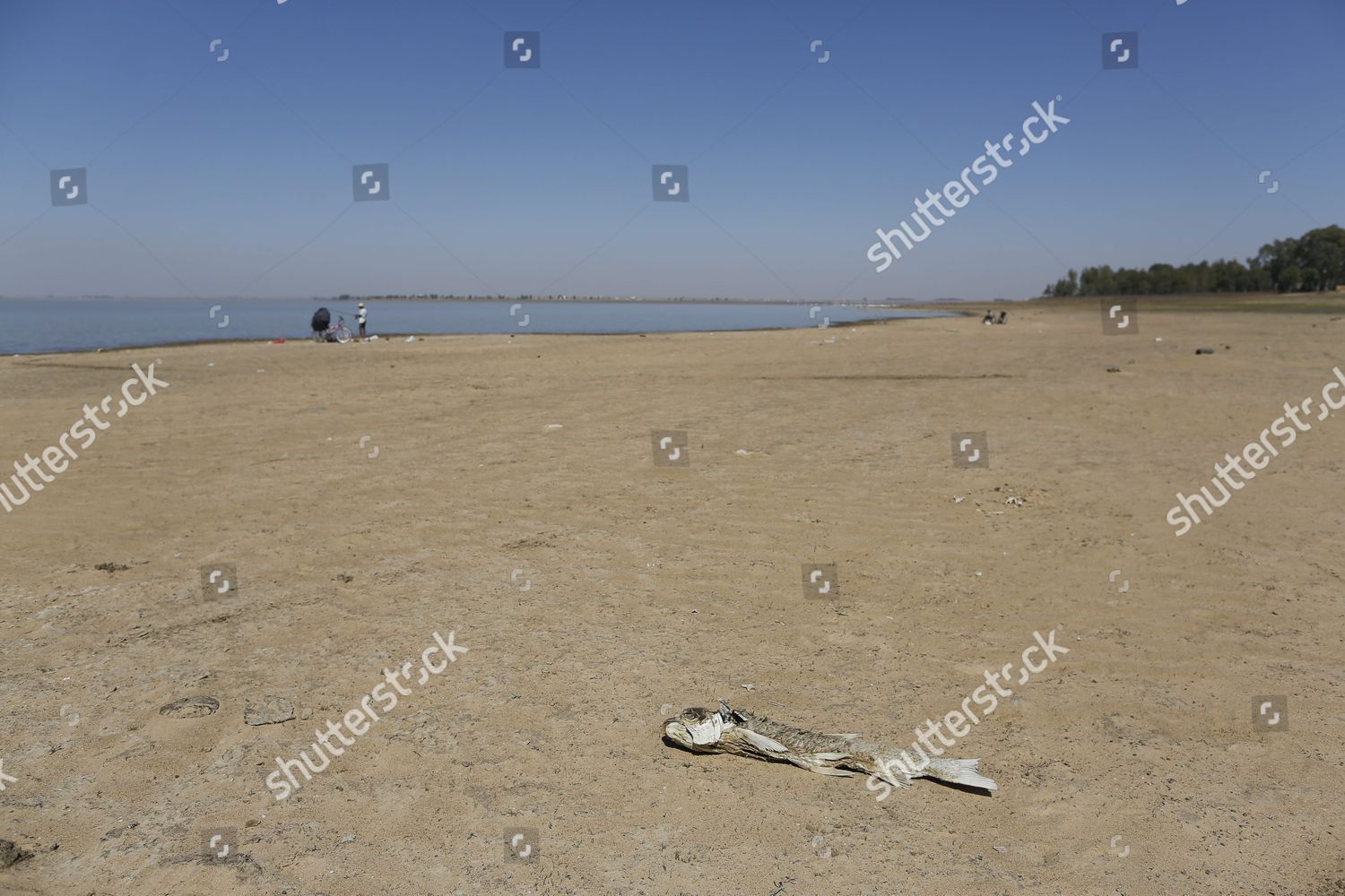 Dead Dried Out Fish Seen On Editorial Stock Photo - Stock Image ...