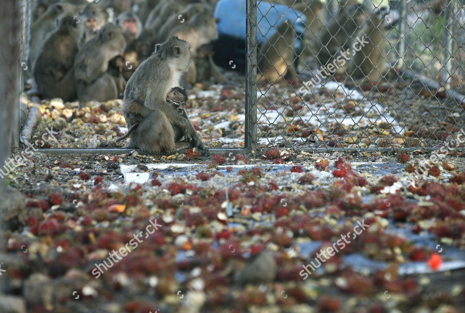 Monkeys Stand Cage Before Being Moved Editorial Stock Photo - Stock ...