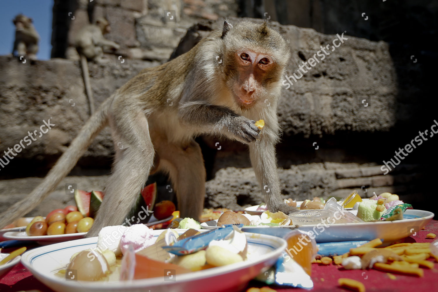 Monkeys Eat Variety Foods Served On Editorial Stock Photo - Stock Image ...