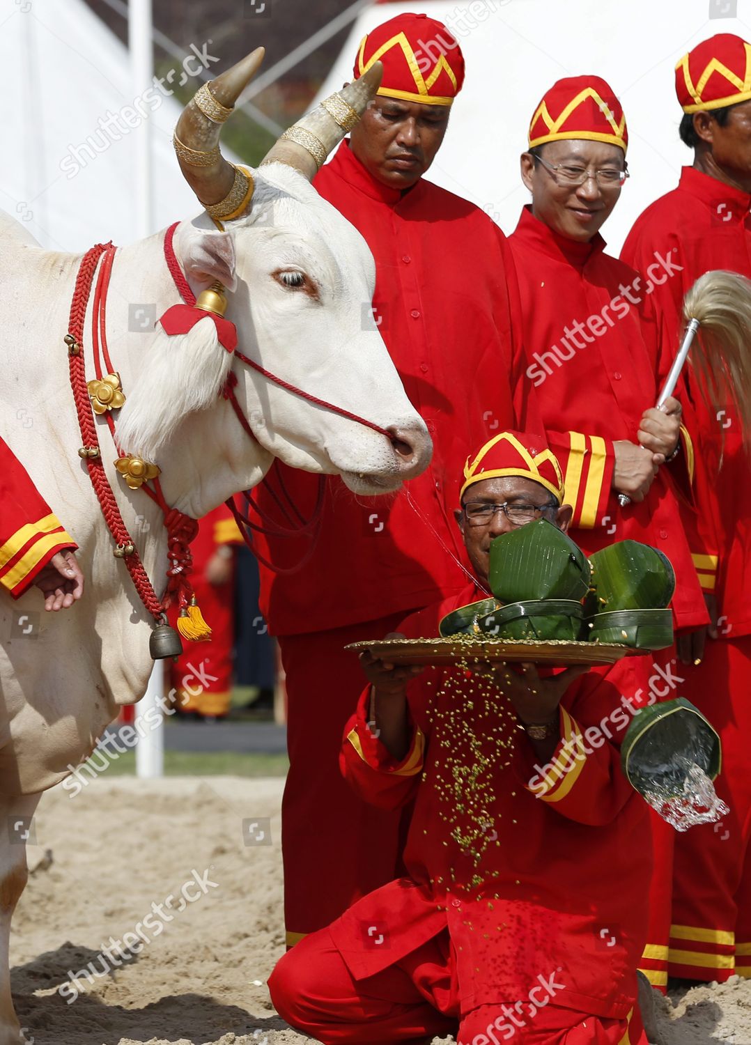 ROYAL SACRED WHITE OXEN OFFERED FOOD Editorial Stock Photo - Stock ...