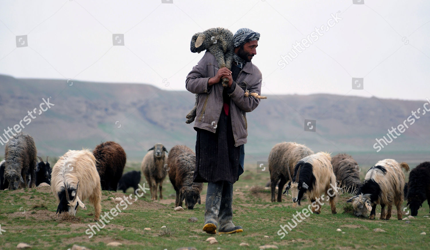 Afghan Man Carries Goat Near His Editorial Stock Photo - Stock Image ...