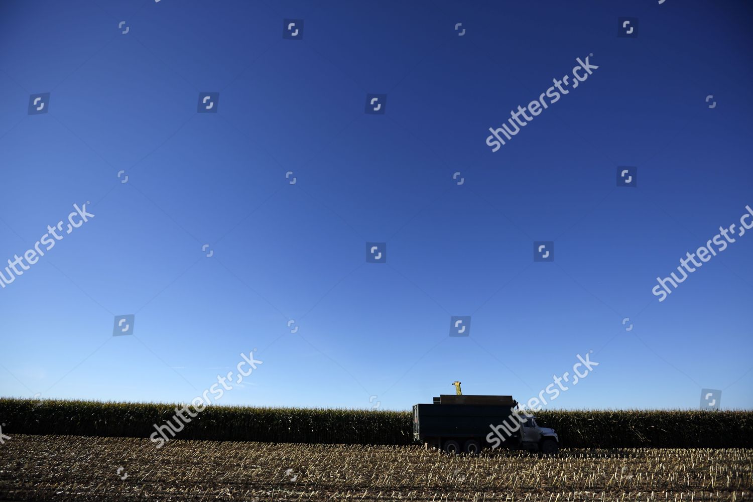 Combine Forager Harvests Feed Corn Loads Editorial Stock Photo - Stock ...