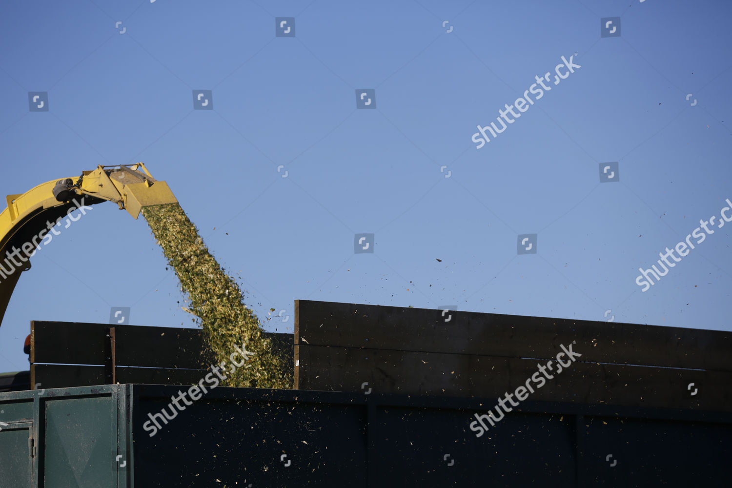 Combine Forager Harvests Feed Corn Loads Editorial Stock Photo - Stock ...