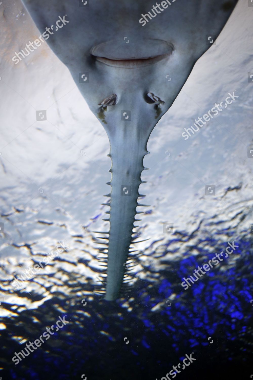 Sawfish Called Carpenter Shark Swims Overhead Editorial Stock Photo ...