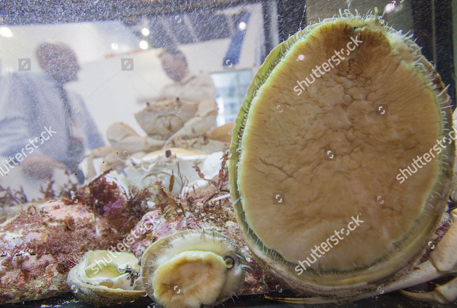 Australian Wildcaught Abalone Seen On First Editorial Stock Photo ...