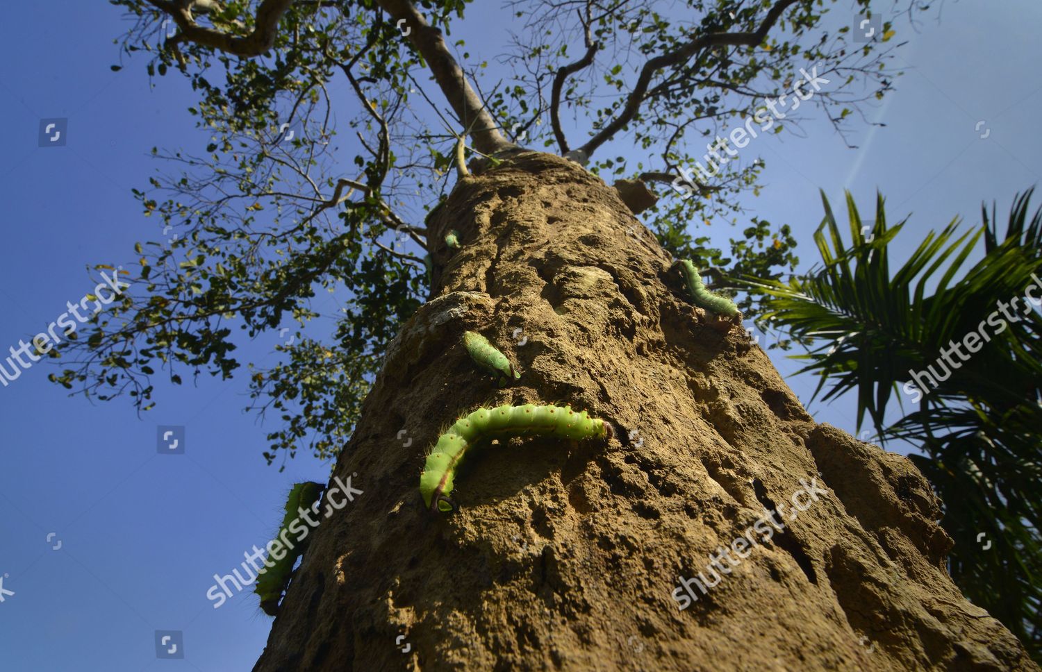 Muga Silkworms Crawl On Som Tree Editorial Stock Photo - Stock Image ...