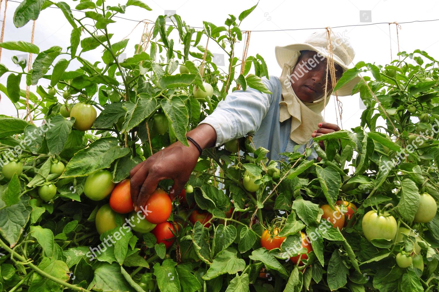 Indian Monsanto Farmer Work Tomato Field Editorial Stock Photo - Stock ...