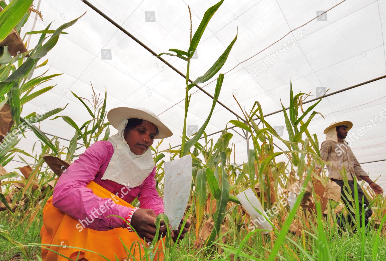 Indian Monsanto Farmers Climate Controlled Polyhouses Editorial Stock ...