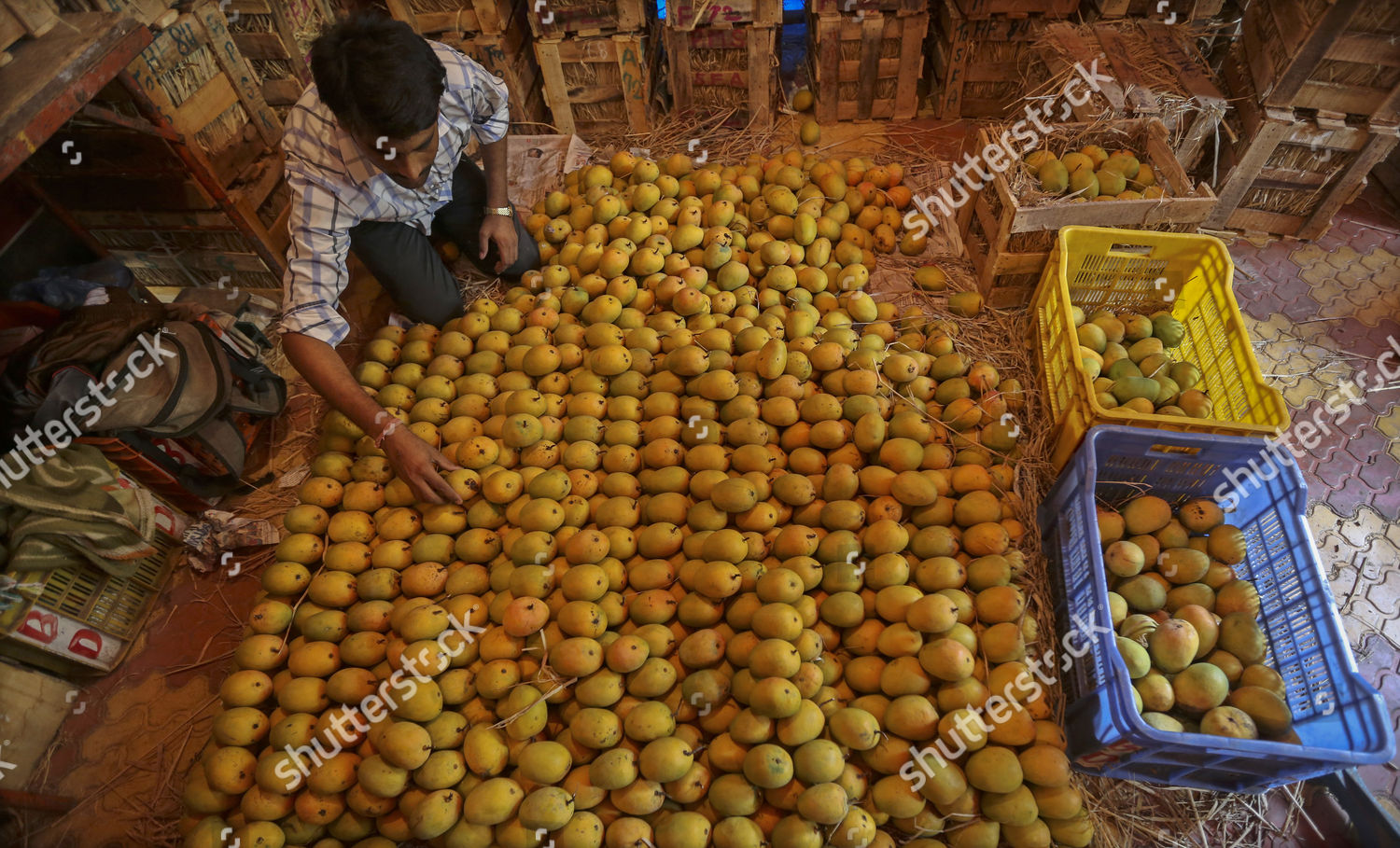 Indian Worker Picks Mangoes Sell Fruit Editorial Stock Photo - Stock ...