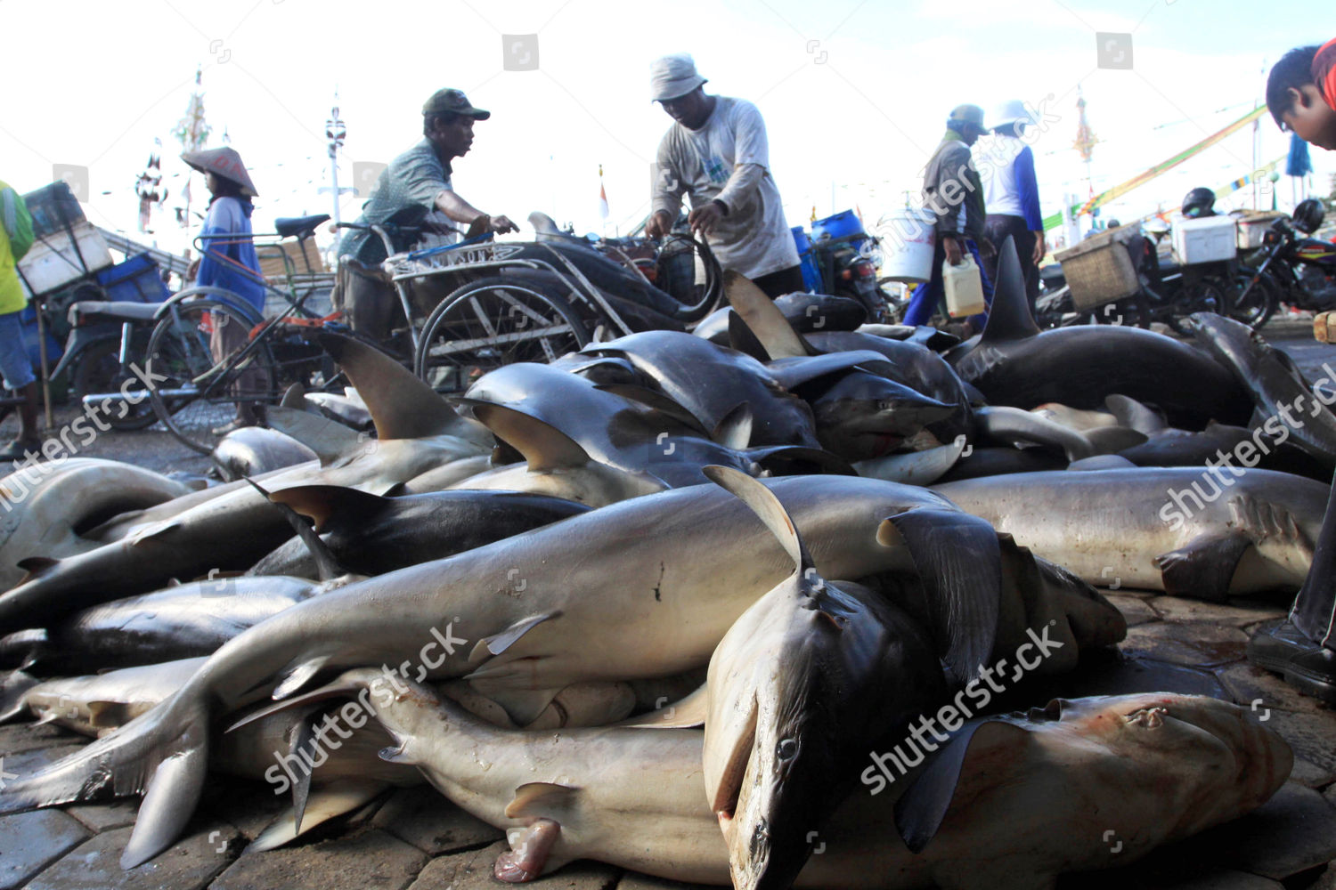 Indonesian Fishermen Load Sharks Onto Cart Editorial Stock Photo ...
