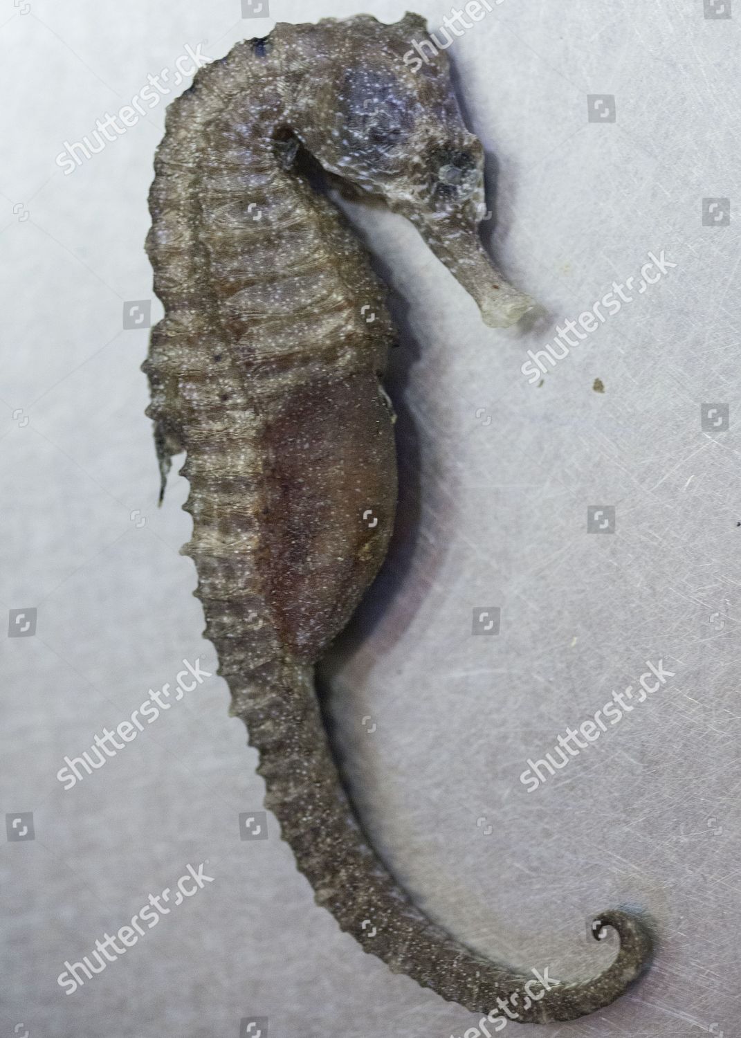 Dried Seahorses Seen Chinese Medicine Shop Editorial Stock Photo ...