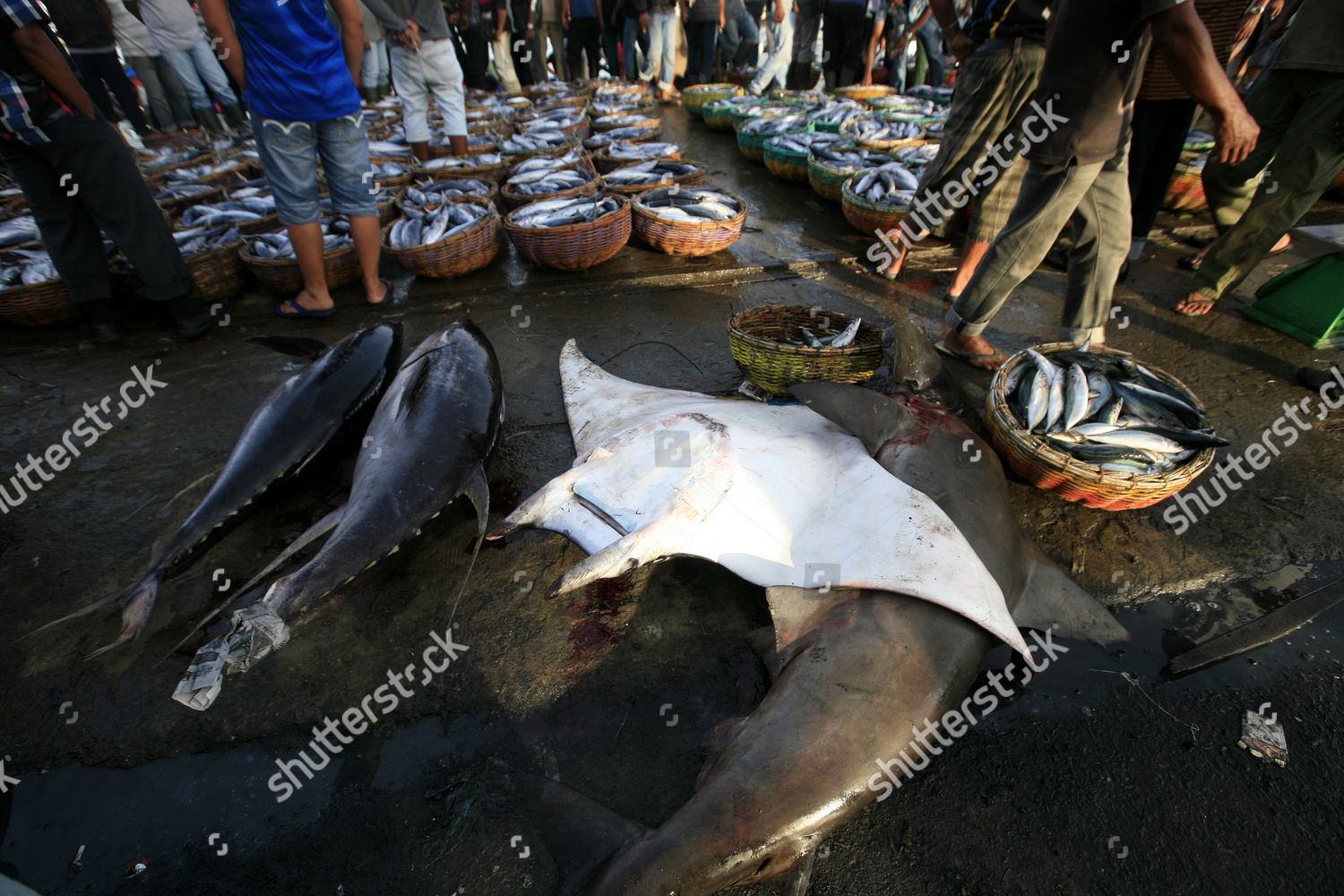 Shark Manta Rays Displayed Sale Traditional Editorial Stock Photo ...