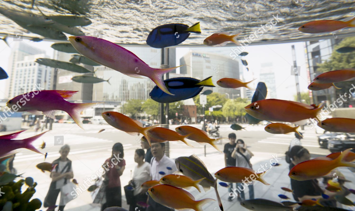 Pedestrians Watch Tropical Fish Aquarium Displayed Editorial Stock ...