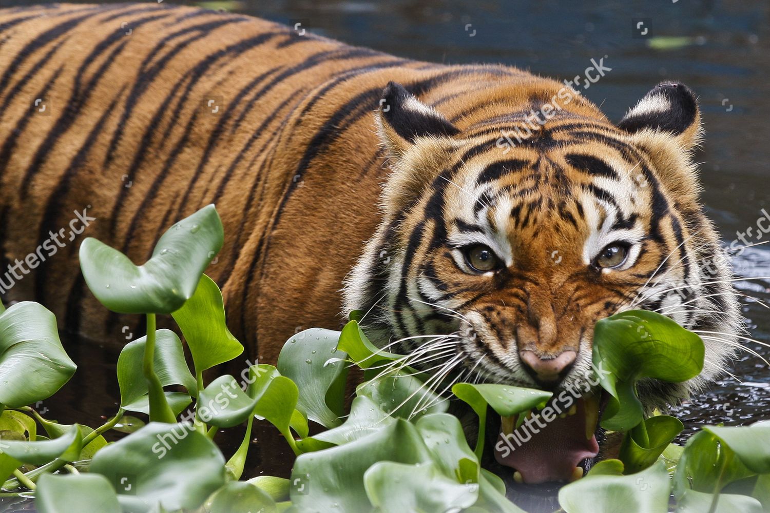 Panthera Tigris Jacksoni Known Malayan Tiger Editorial Stock Photo ...