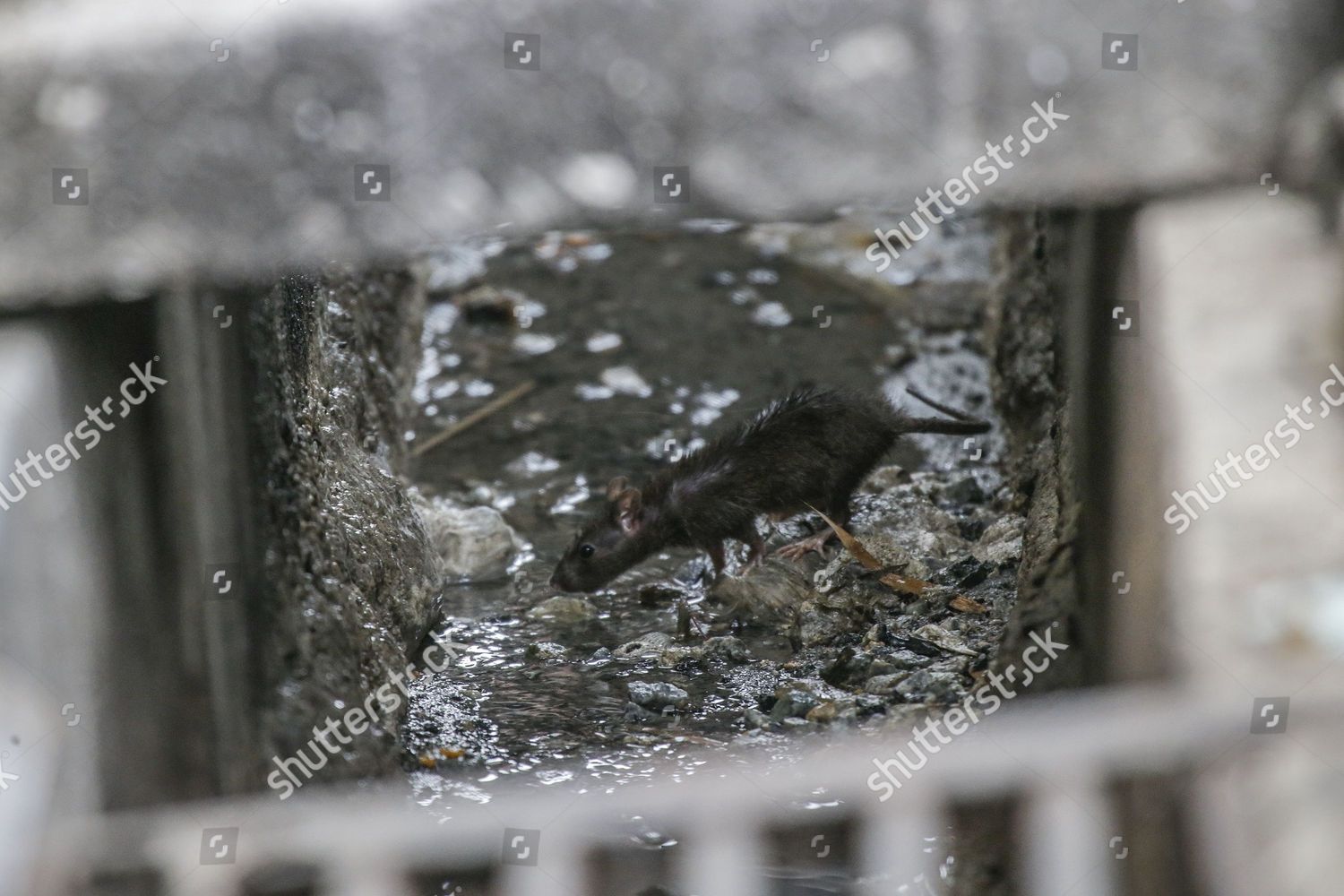 Rat Hides Inside Drain Kuala Lumpur Editorial Stock Photo - Stock Image ...