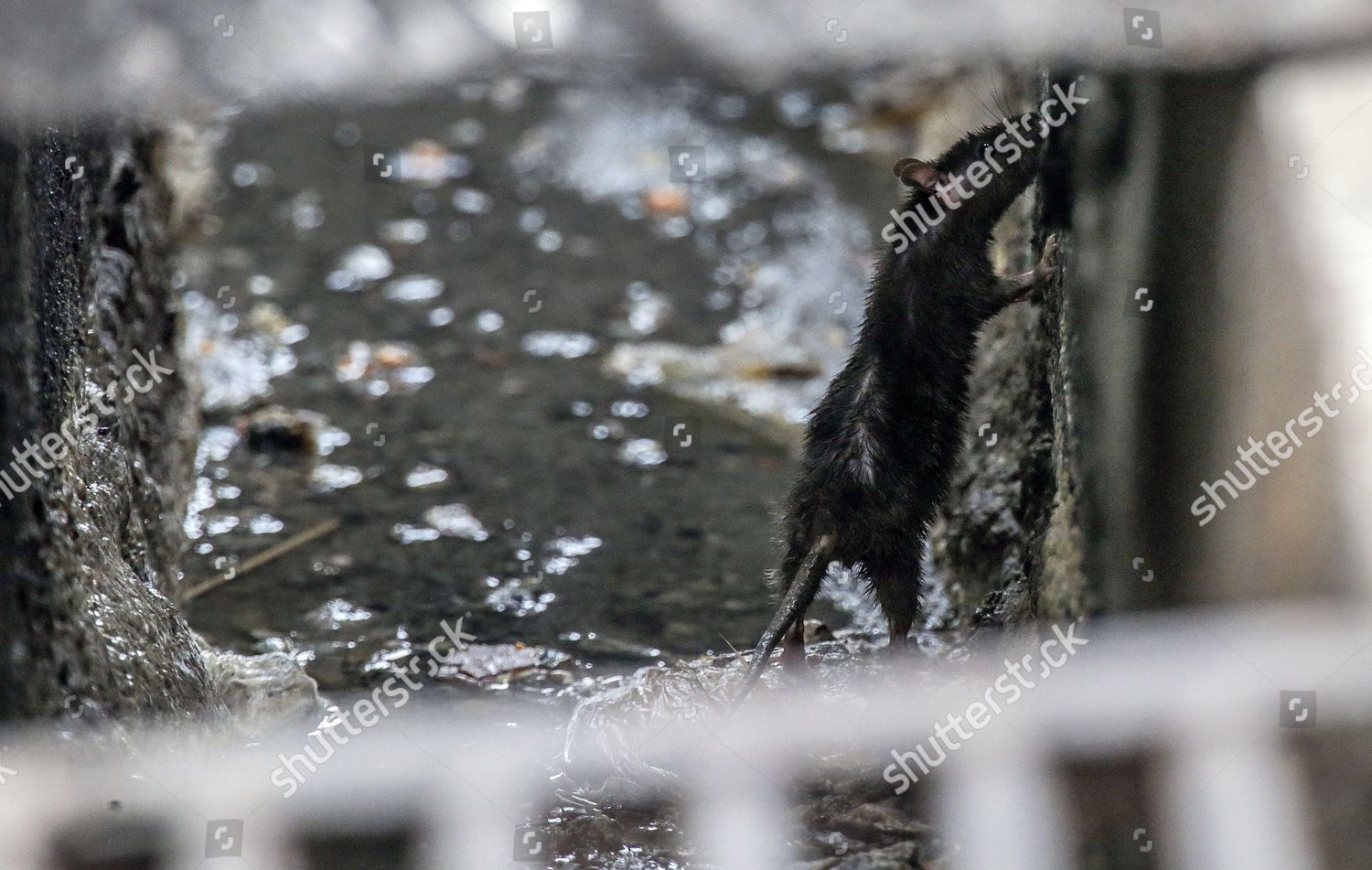 Rat Hides Inside Drain Kuala Lumpur Editorial Stock Photo - Stock Image ...