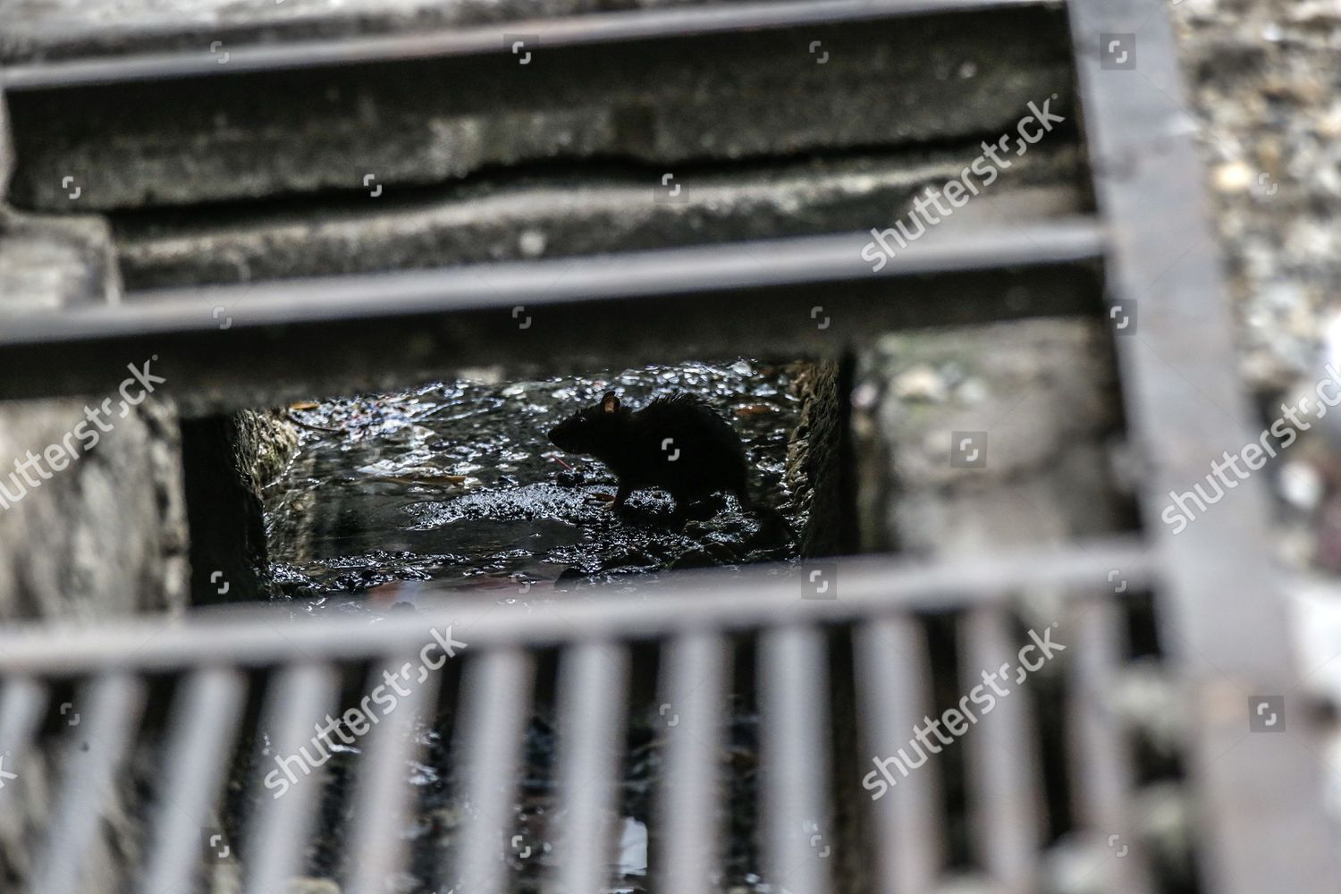 Rat Hides Inside Drain Kuala Lumpur Editorial Stock Photo - Stock Image ...
