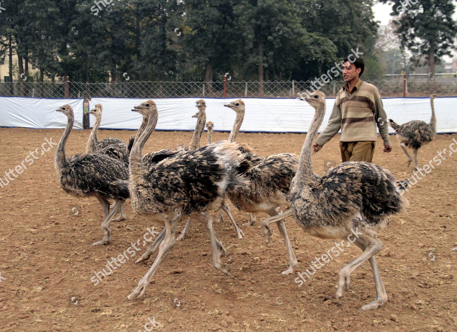 Osctriches Seen Station Ostrich Research Development Editorial Stock ...