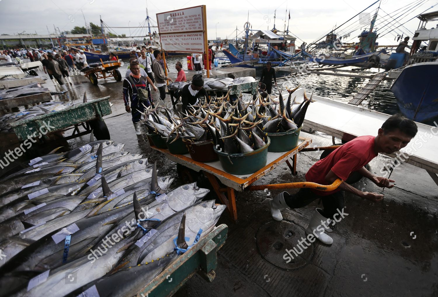 Filipino Fish Port Workers Pull Push Editorial Stock Photo - Stock ...