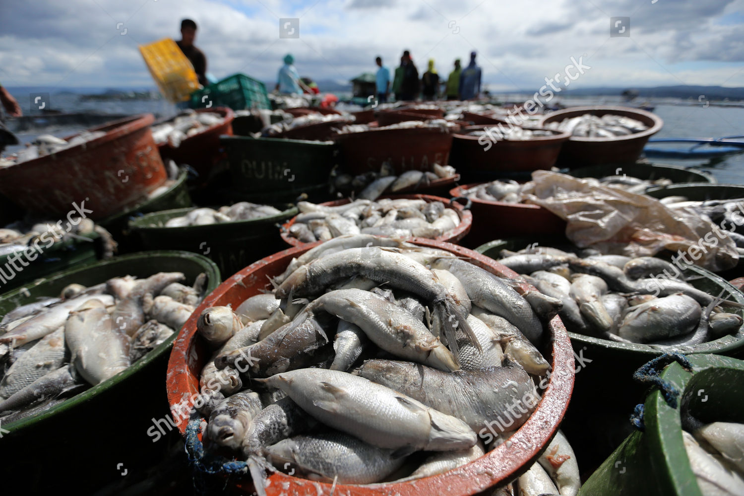Filipinos Collect Dead Fish Taal Lake Editorial Stock Photo - Stock ...