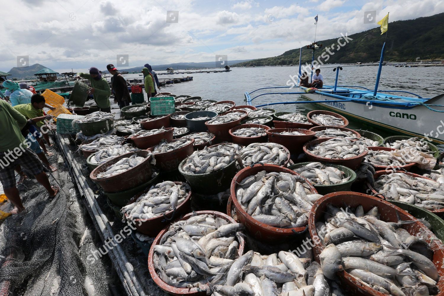 Filipinos Collect Dead Fish Taal Lake Editorial Stock Photo - Stock ...